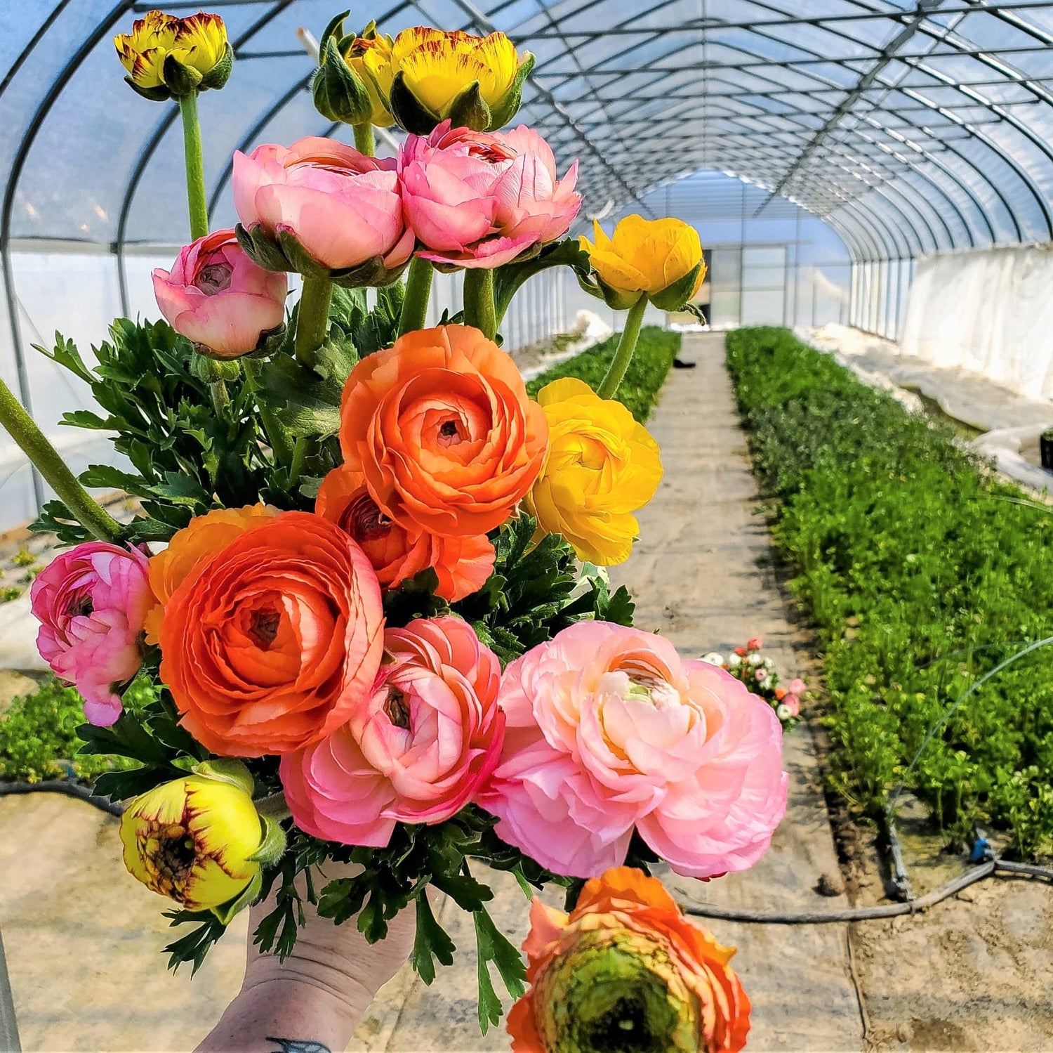 Growing Ranunculus – Harmony Harvest Farm