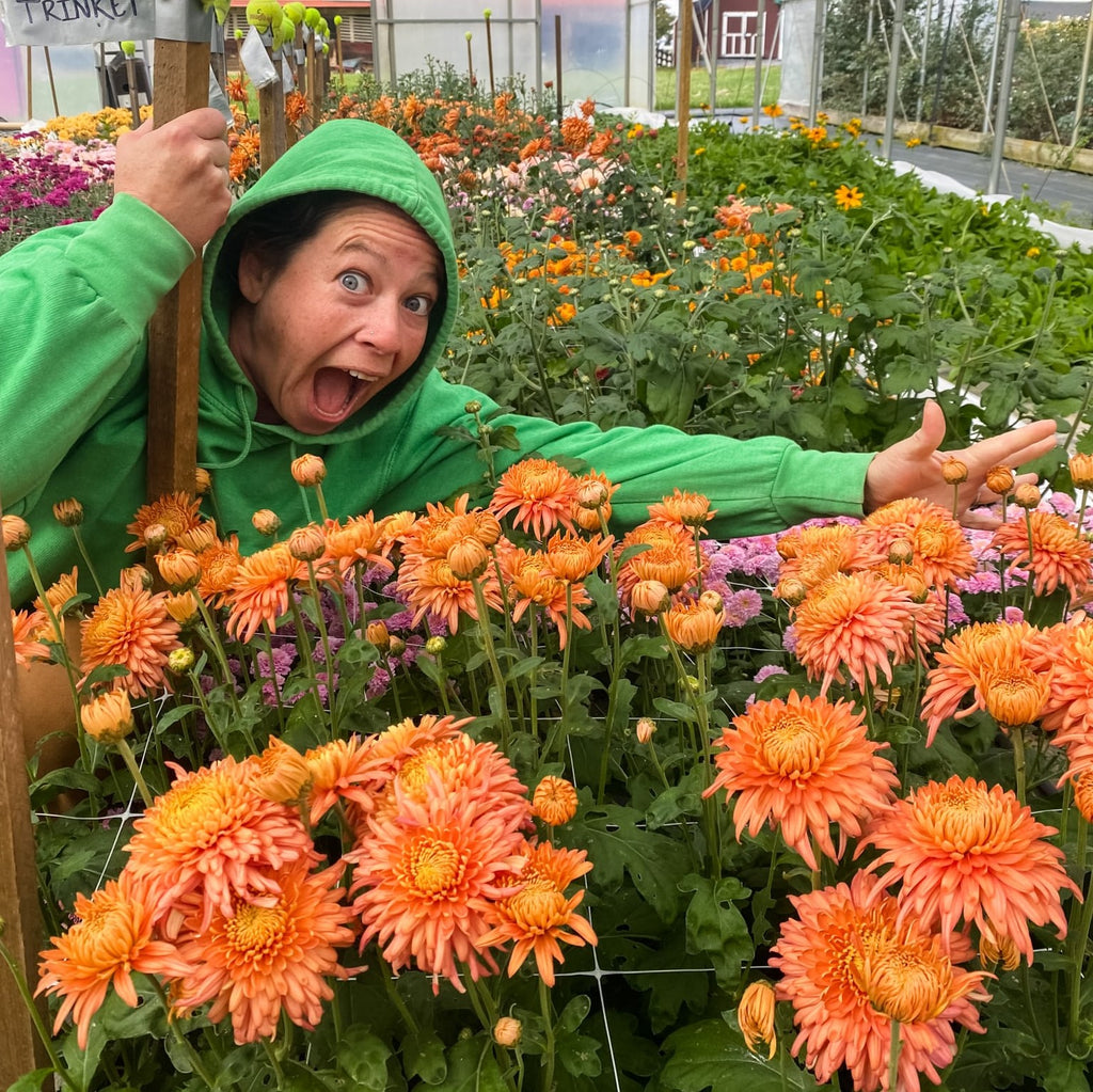 The Crop Report | It's All About the Mums – Harmony Harvest Farm