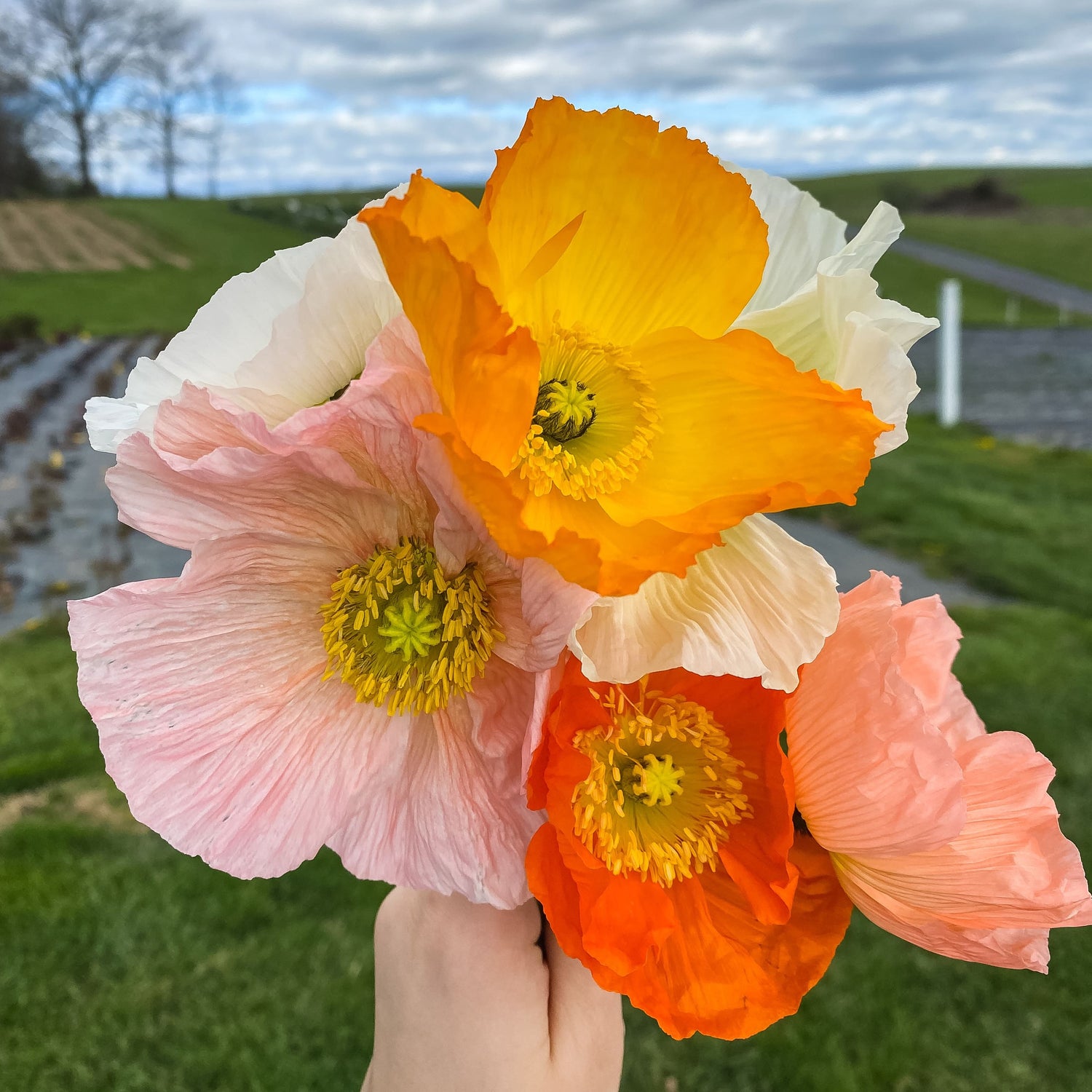 Growing Poppies – Harmony Harvest Farm