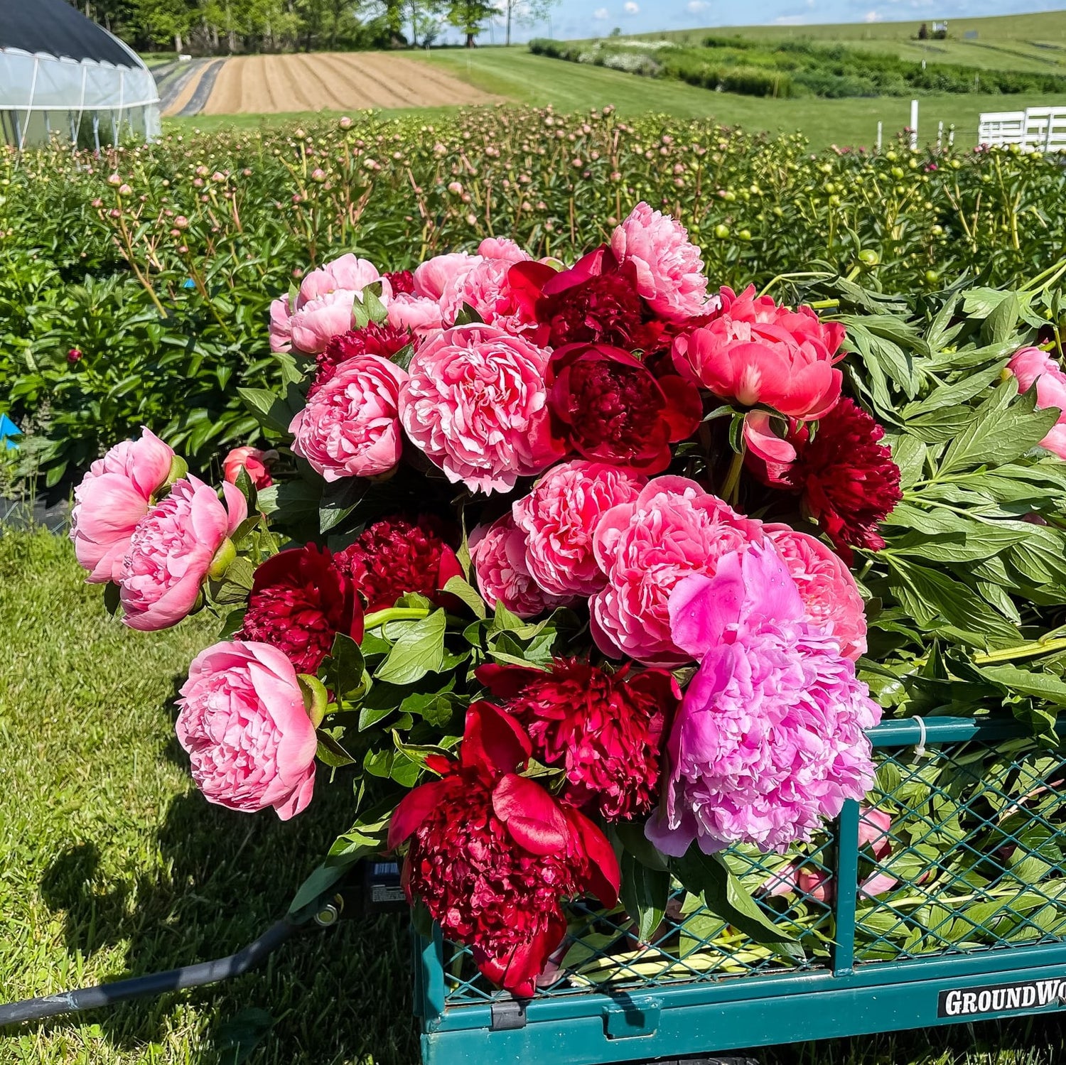 Growing Peonies – Harmony Harvest Farm
