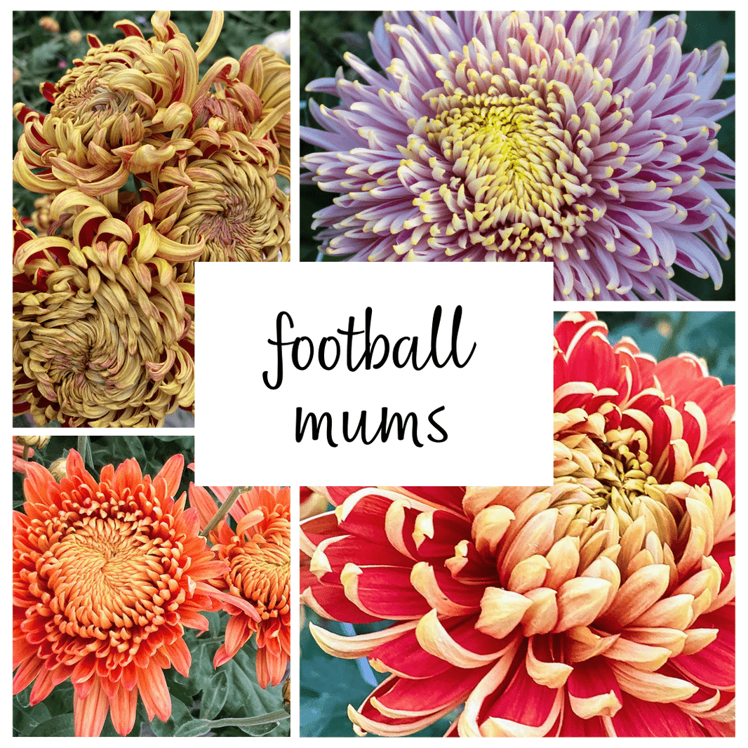 Heirloom Mum Plants – Harmony Harvest Farm