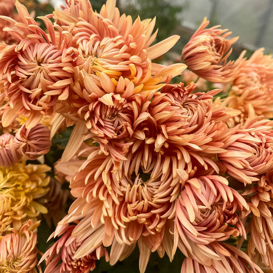 Mum Plants – Harmony Harvest Farm