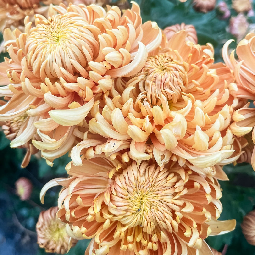 Heirloom Mum Plants – Harmony Harvest Farm