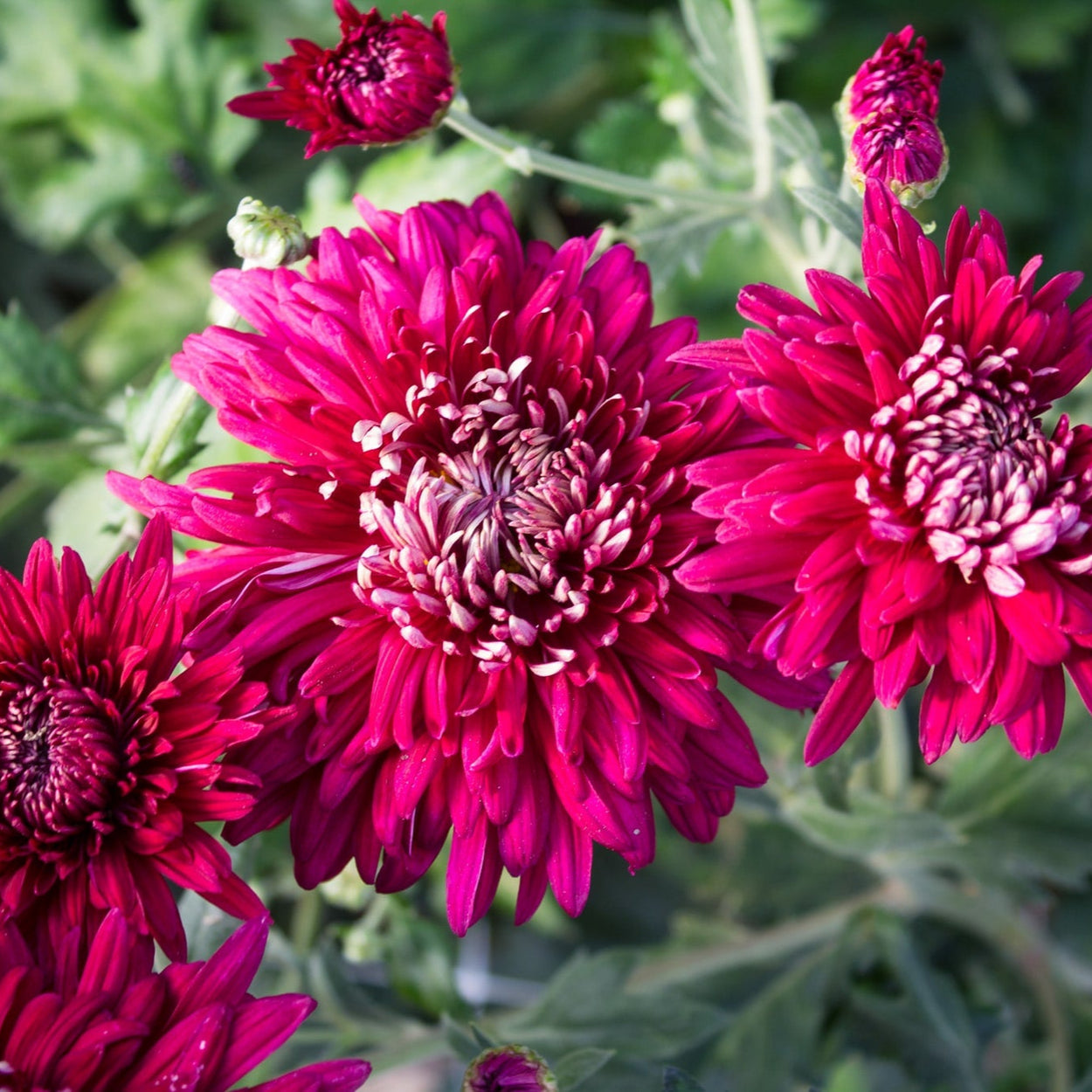 Shop Mums – Harmony Harvest Farm