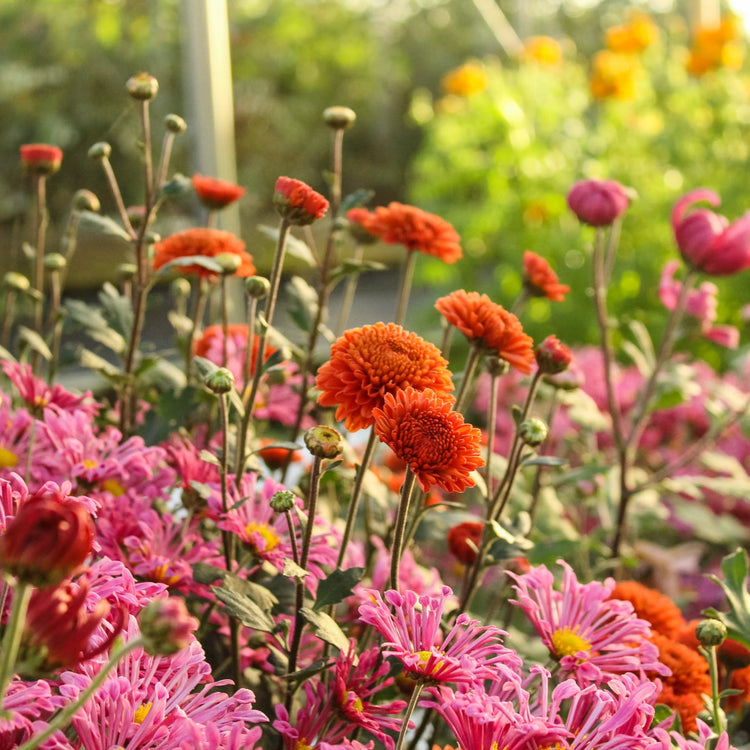 Shop Mums – Harmony Harvest Farm