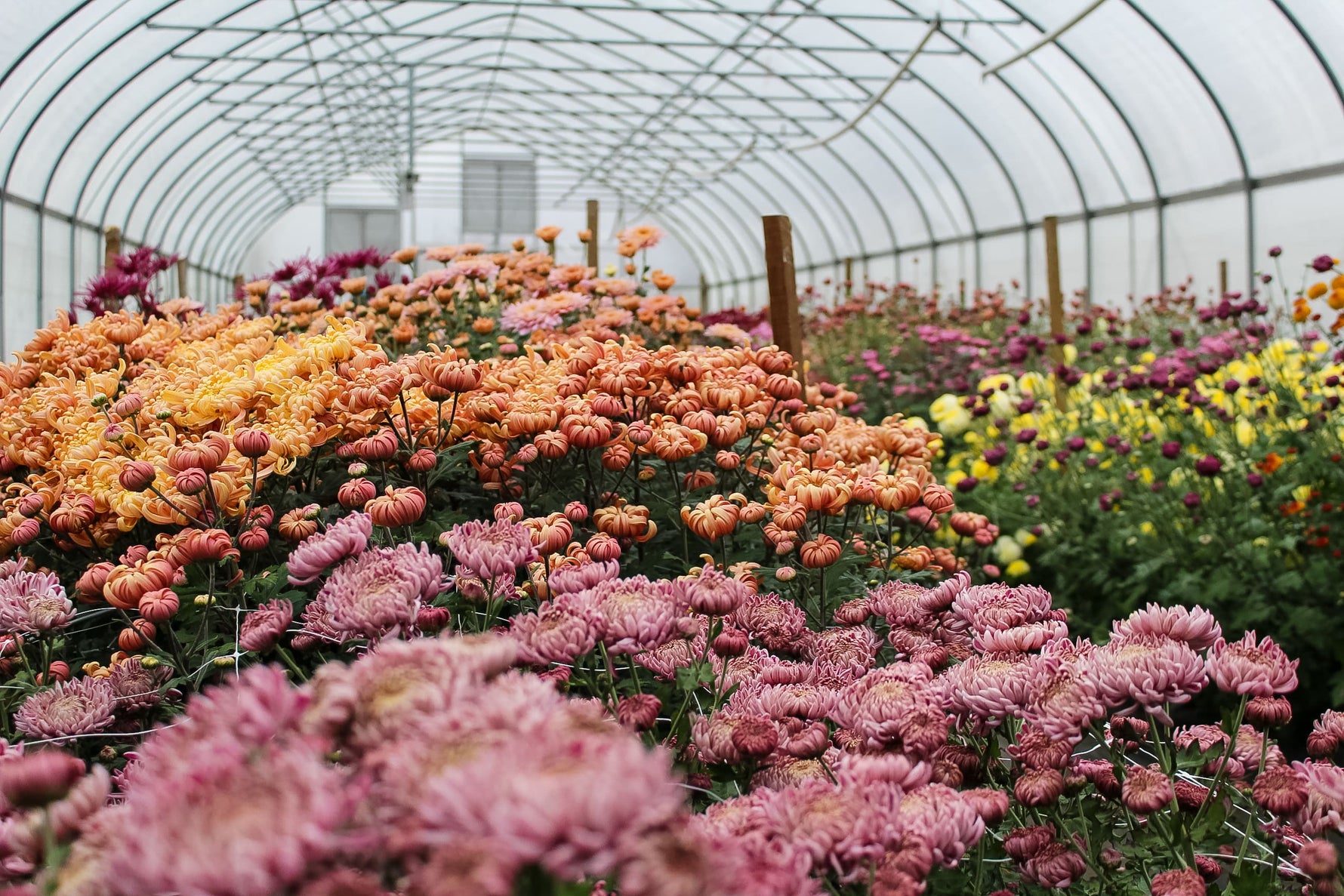 Heritage Mum Plants – Harmony Harvest Farm