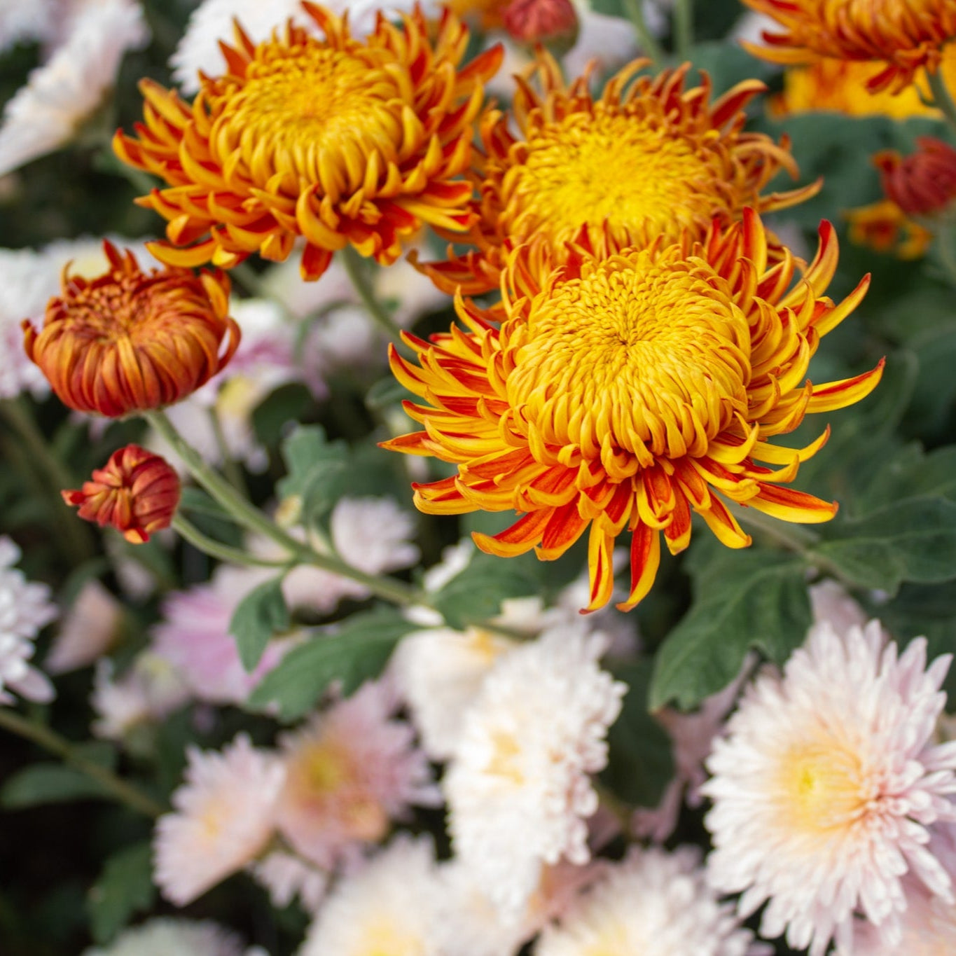 Shop Mums – Harmony Harvest Farm