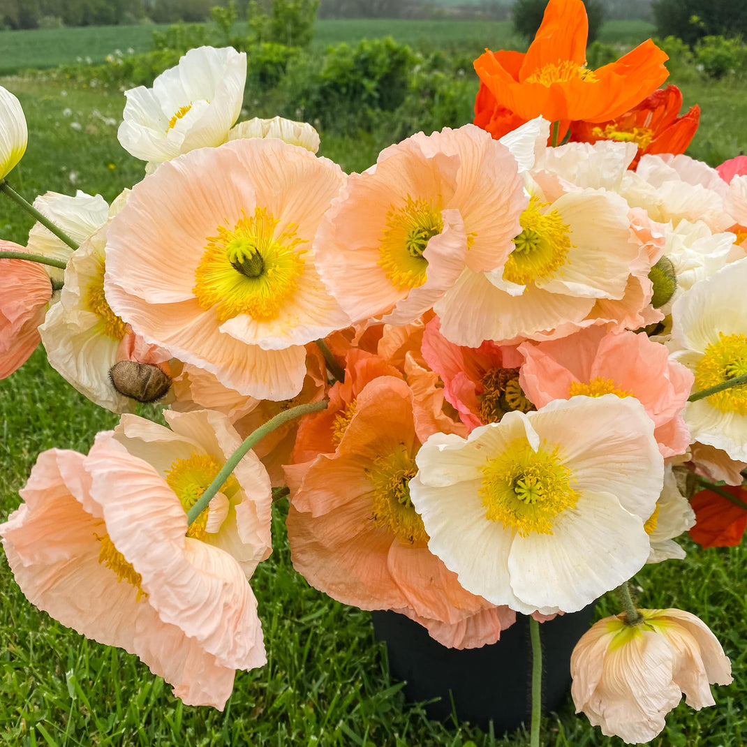 Harmony Harvest Farm | Farm Fresh Flowers, Delivered
