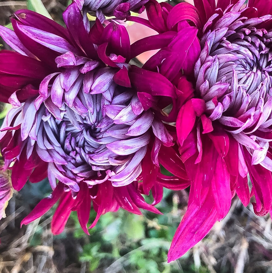 Mum Plants – Harmony Harvest Farm