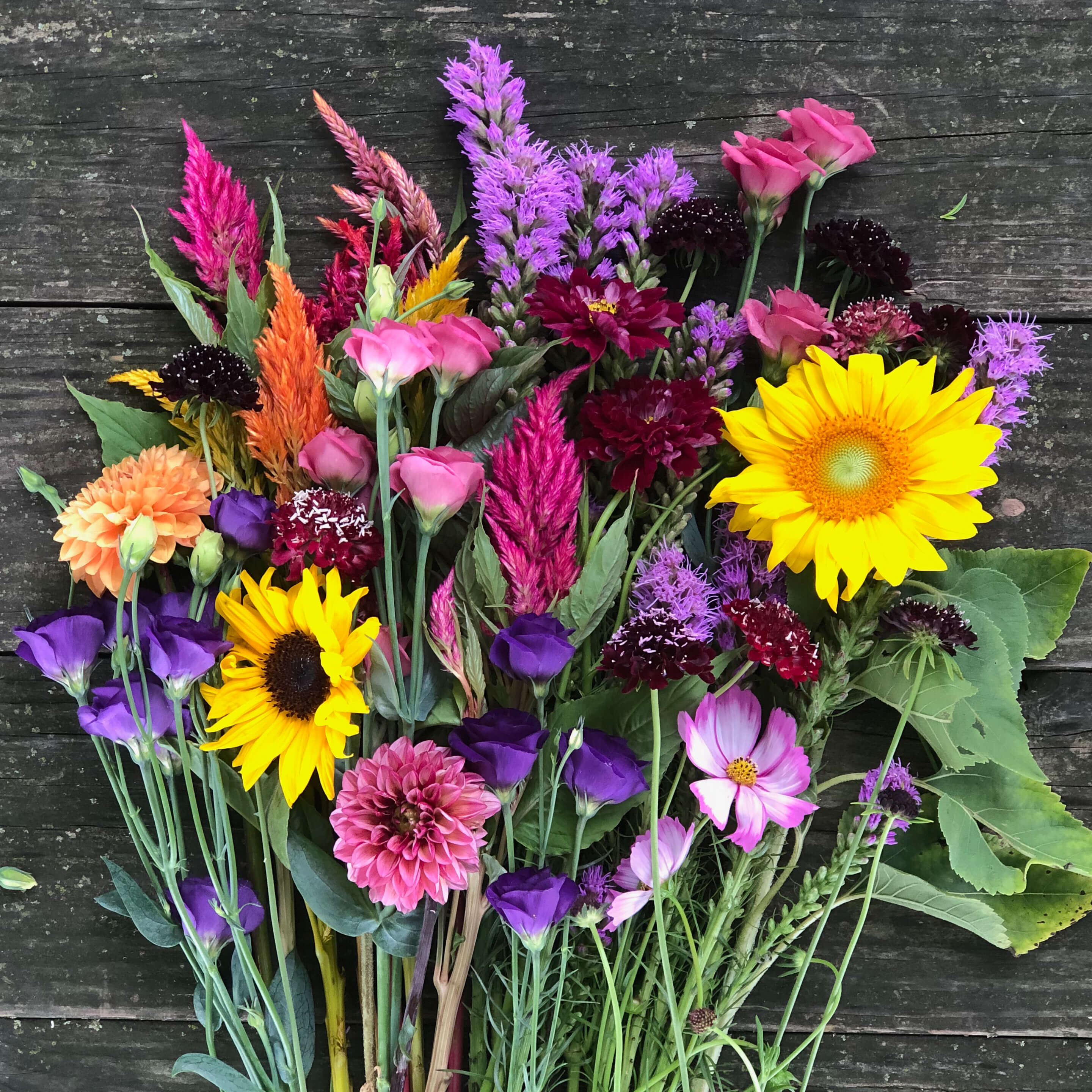 Bulk Flowers – Harmony Harvest Farm