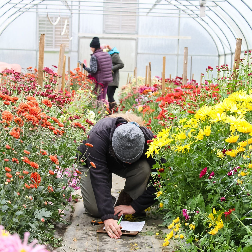 Heirloom Mum Plants – Harmony Harvest Farm